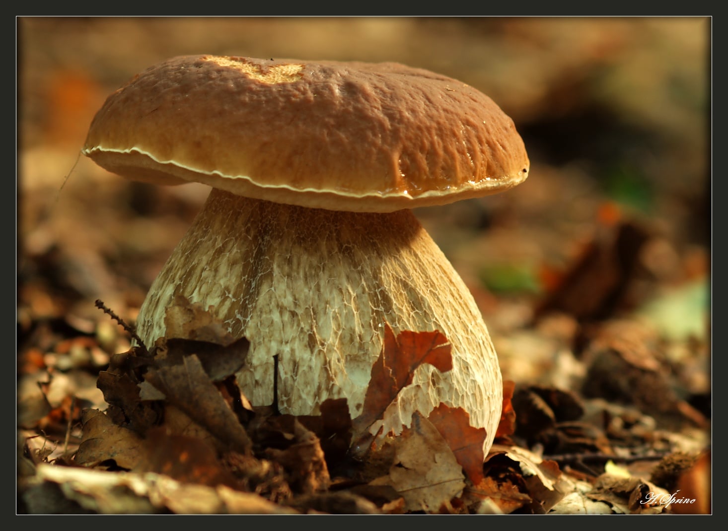 Hřib smrkový a jeho antioxidační vlastnosti - MycoMedica - medicinální ...